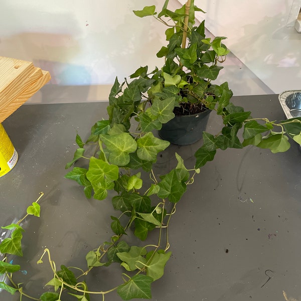 LIVE 6 Inch Pot Ivy Plant Hedera Helix, Trailing Evergreen Houseplant ...