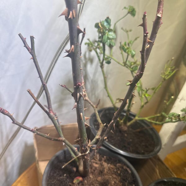 Sabrina | French Garden Shrub Rose | Own Root - Etsy