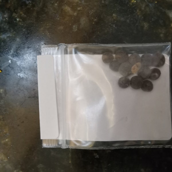 30 Seeds Hot Cocoa Floribunda Flower Rose Authentic Seeds Perennialgmo ...
