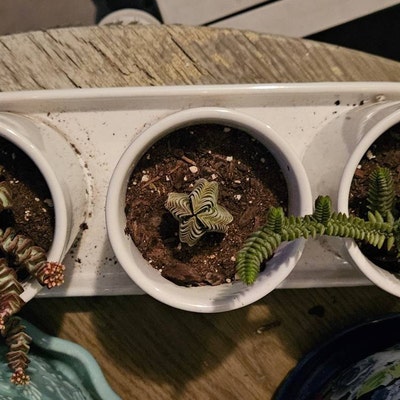 Crassula Mucosa, princess Pine, Succulent, Live Plant - Etsy