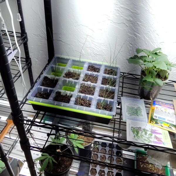 5gram Sweet Yu Choy Sum Seeds, Chinese Flowering Cabbage Seeds, Choi ...