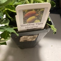 Jimmy Red Corn Famous Bootlegger Moonshine Grits Hominy Masa Corn ...