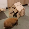 Giant Castle for Your Lovely Rabbit - Etsy