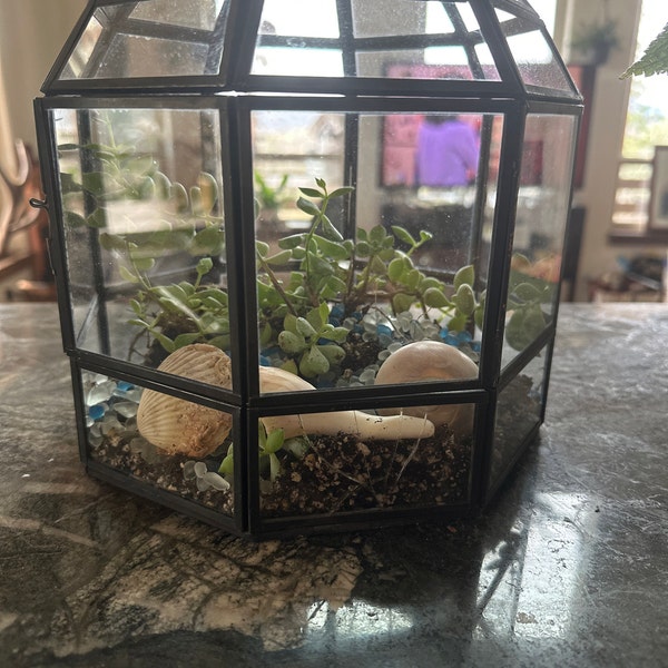 UB Extra Large Terrarium, Glass and Steel, Perfect For: Indoor Garden ...