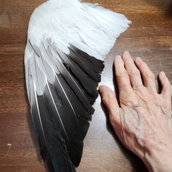 20 Mallard Duck Wing Feathers --great for Making Fishing Lures (2 to 5 ...