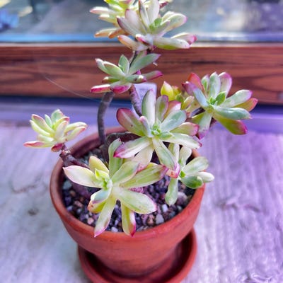 Rare Dudleya Farinosa Cluster Old Trunk Live Rooted Succulent Plant - Etsy