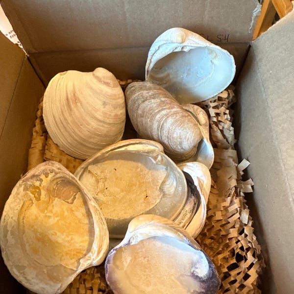 Atlantic Clam Shell, or Quohog Shell. Set of 10 Shells Collected ...