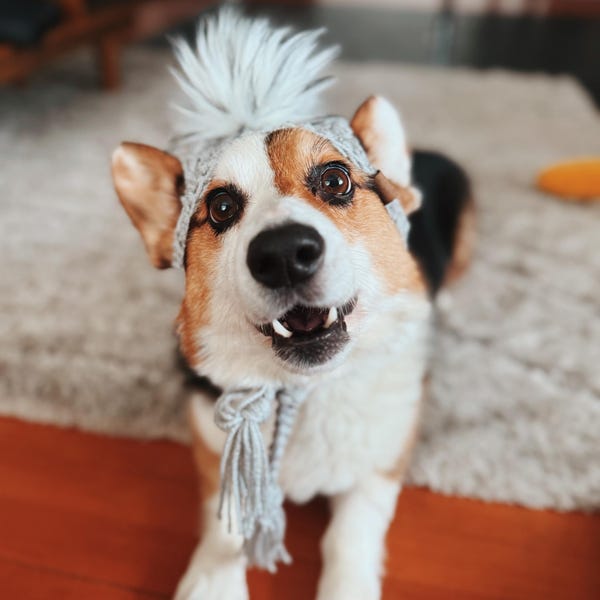 Corgi Beanie - Dog Beanie - Corgi Hats - Dog Hat - Dog Beanie - Fur ...