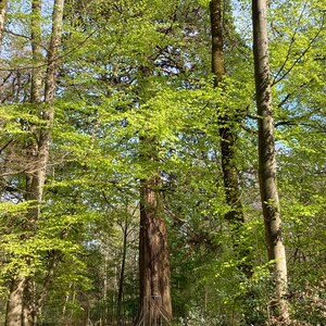 Spirit Offering Mix for Gray & Dark Art Entity Perfect for Djinn ...