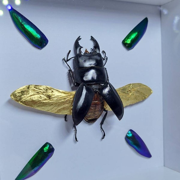 Jewel Beetle Elytra for Art, Crafts, Jewelry REAL - Etsy