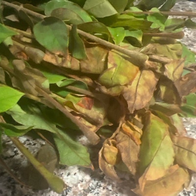 Fresh Green Organic Allspice or Pimento Leaves west Indian Bay Rum NOT ...