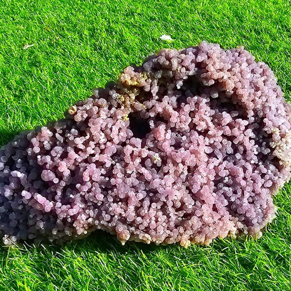 Coral Fossil Lotus Flower Pair - Teardrop Pair - Coral Agate - Agatized ...