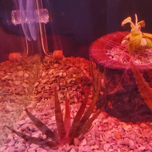 Samolus Parviflorus Red Rare Live Aquarium Plants - Etsy