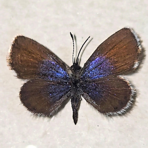 Real Rare Kaiser-i-hind Swallowtail Butterfly Framed Taxidermy ...