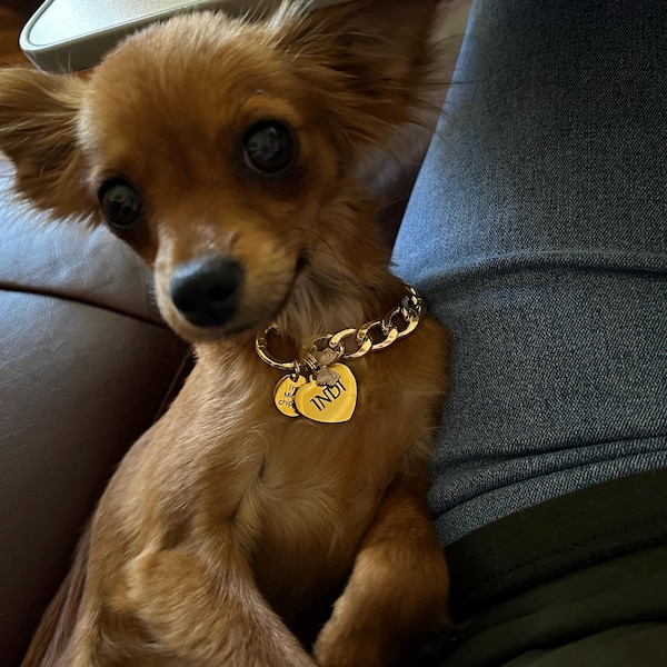 Lightweight Cuban Link Dog Necklace for Dog, Chain Dog Collar Gold ...