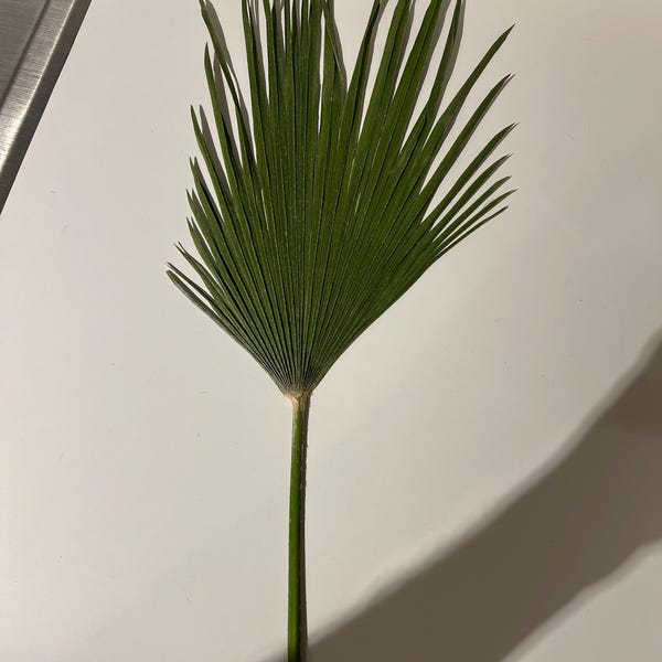 RAINBOW Dried Sago Palm Leaves 1st, Multicolor, Natural Dry Flower Home ...