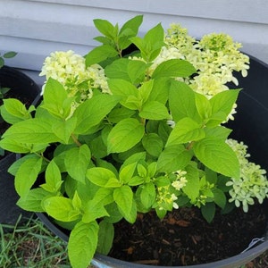 Cornus Sericea 'cardinal' Red Twig Dogwood 4 - Etsy
