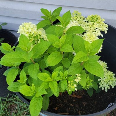 Bobo Dwarf Hydrangea Hydrangea Paniculata 4 Pot - Etsy