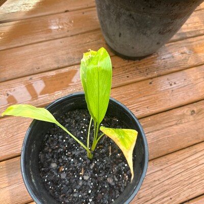 Live Black Bat Flower Buds Forming on Many Now 1 Gallon - Etsy