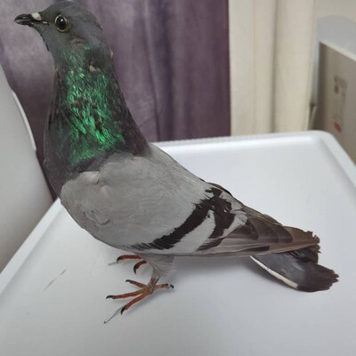 Saturn Atlas Moth Frame Specimen Entomology Taxidermy Curiosities ...