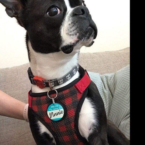 Hello My Name is Dog ID Tag | Pet ID Tags | Custom Pet Tag | Dog ...