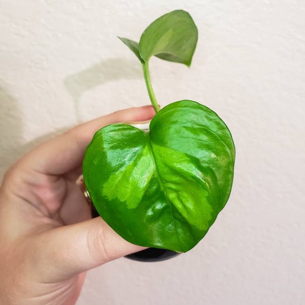 Global Green Pothos | Epipremnum Pinnatum | LIVE House Plant | Nodes ...