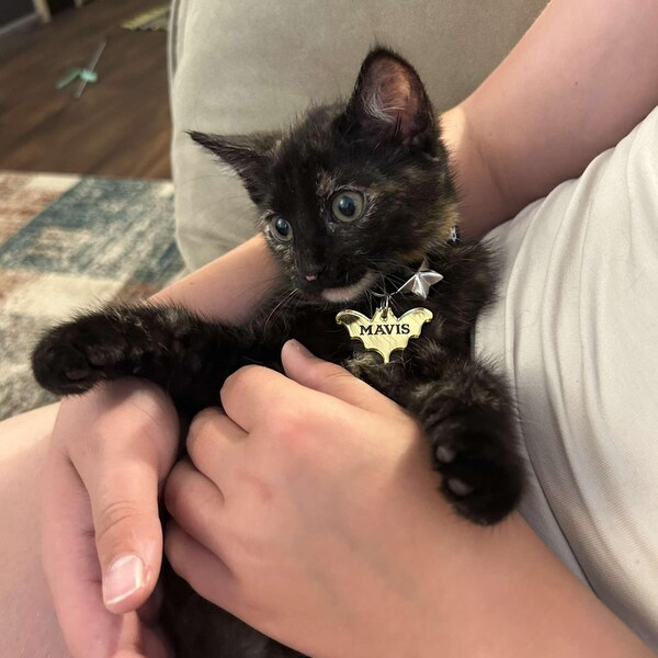 Personalized Bat Pet Tag or Human ID Tag, Perfect Tag for Cats, 10 ...