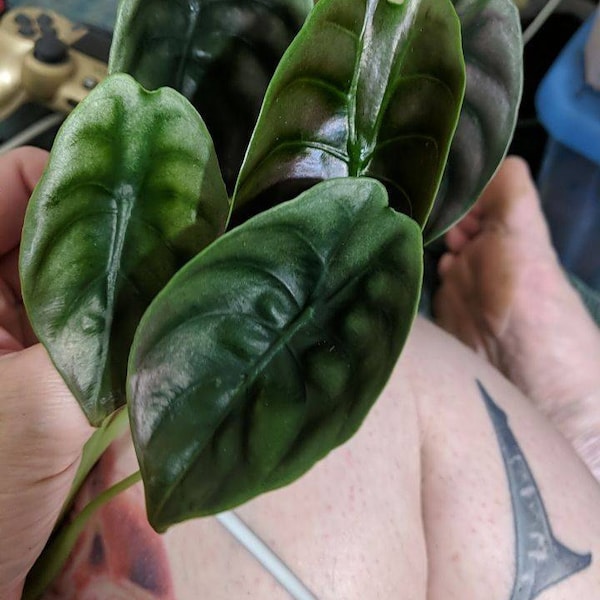Alocasia Bundle Pack #1 Starter Plants - Etsy