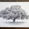 Lone Oak II - Oak Tree Ink Drawing - Original Art - Wall Art - Etsy
