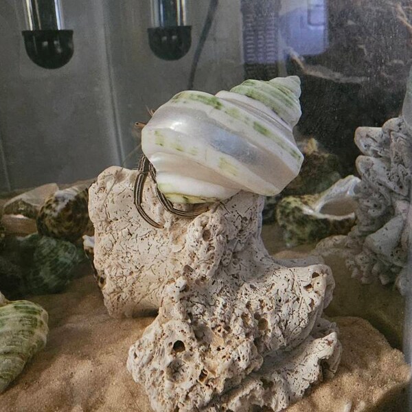 10 Hermit Crab Changing Shell Set Deluxe Turbo Shells Medium Size (1 1/ ...