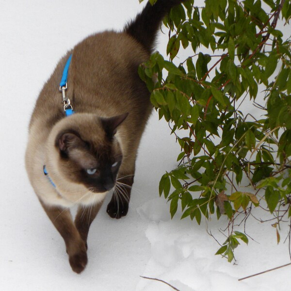 Ceramic Tile, 6x6 Inches, Cat Ceramic Tile, Cat 645 From Watercolor Art ...