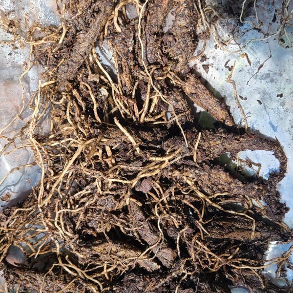 3 Lady Ferns Bare Root Athyrium Filix-femina Woodland Perennial Plant ...