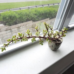 Hydrocotyle Vulgaris Copper Coin Plant Chinese Coin Plant - Etsy