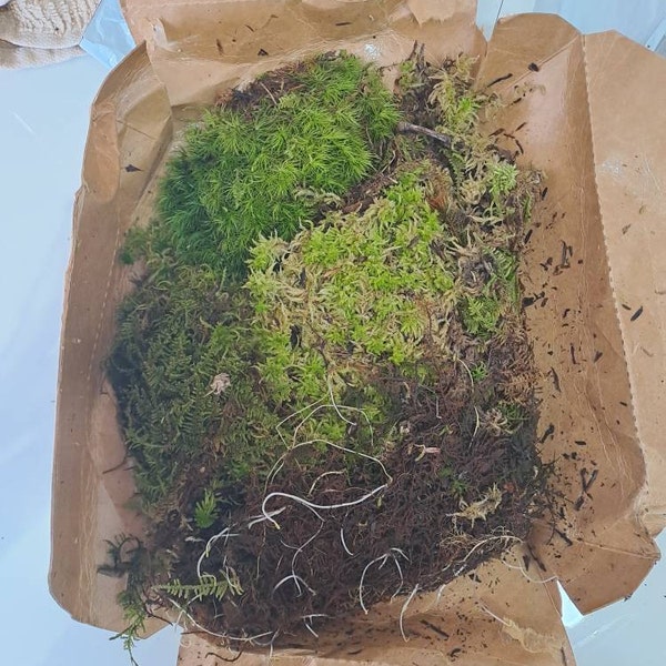 Assorted Live Moss | Fairy Garden Moss | Terrarium Plants | Vivarium ...