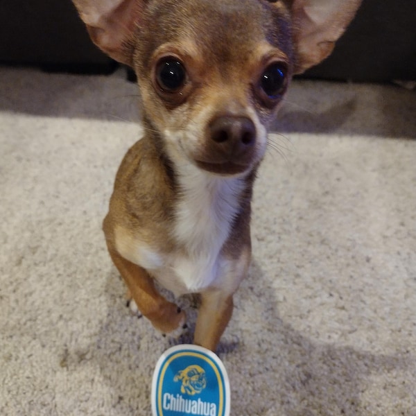 JUNIOR Animal Control Badges - Etsy