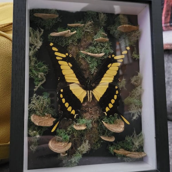 Real Moth & Honeybees in a Vintage Bubble Glass Frame Dactyloceras ...