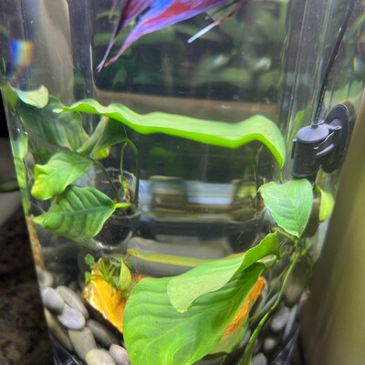 Self-cleaning Betta Fish Aquarium With Heater River Stones - Etsy