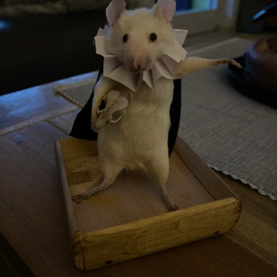 Taxidermy Opera Rat Shakespeare Taxidermy Rat Skeleton Cabinet of ...