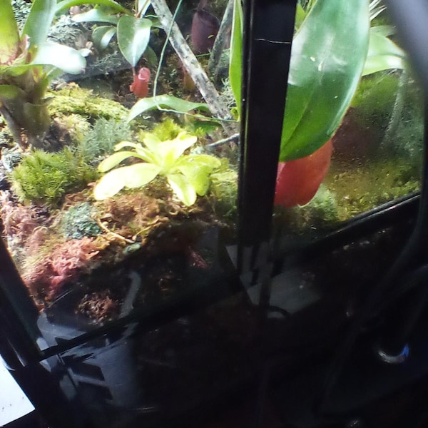 Corner Mangrove Root Hideout – Aquarium & Terrarium Decor - Etsy