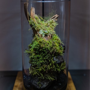 Live Fern Moss for Terrariums, Vivariums, Moss Gardens, Bonsai - Etsy