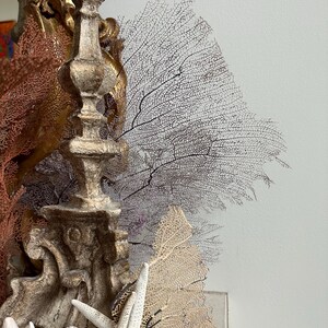 Large Specimen Grade 63.1mm CONUS Regius Royal, Crown Cone SEASHELL JB ...