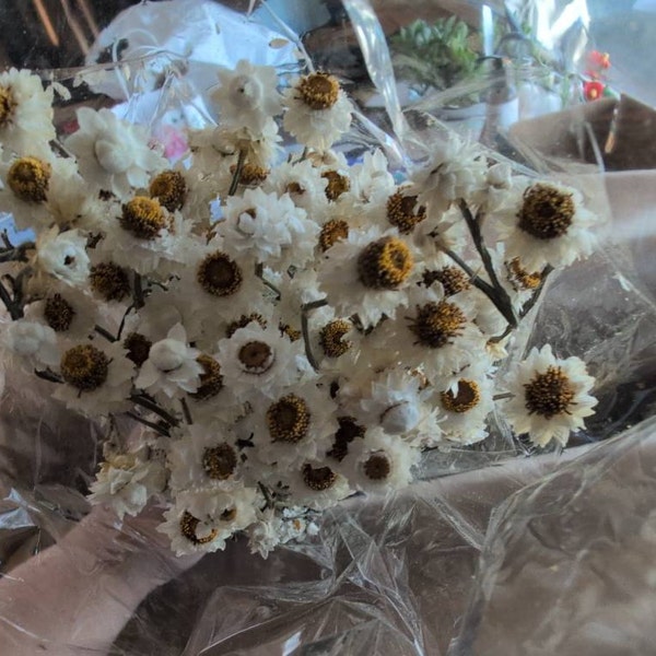 Dried Pepper Grass, Lepidium, Dried Grass, Grass Bunch, Green Grains ...