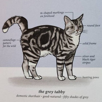 Tortoiseshell Cat Art, Tortie Cat Poster, Cat Breed Artwork, Funny Gift ...