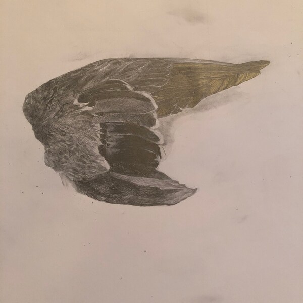 20 Mallard Duck Wing Feathers --great for Making Fishing Lures (2 to 5 ...