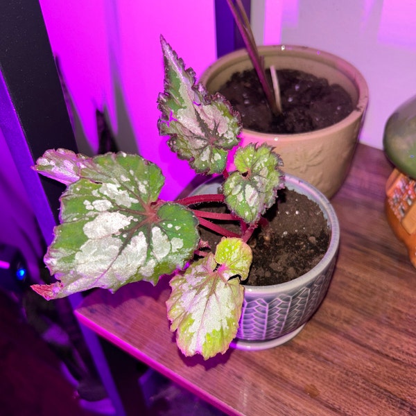 Jurassic Rex Begonia Watermelon Starter Plant ALL STARTER PLANTS ...