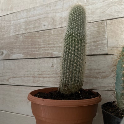 Silver Torch Cactus Cleistocactus Strausii Remarkable Premium Cactus - Etsy