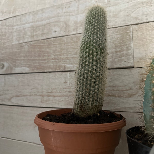 Silver Torch Cactus (cleistocactus Strausii): Fuzzy Resilient Live ...