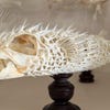 Real Frogfish Skeleton, Anglerfish, Antennariidae, Fish Taxidermy ...