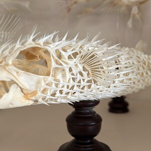 Real Lionfish Skeleton, Dendrochirus, Fish Taxidermy, on Queen Chess ...