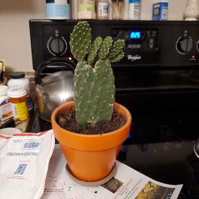 Road Kill Cactus, Opuntia Rubescens, Consolea Rubescens, Live Plant ...